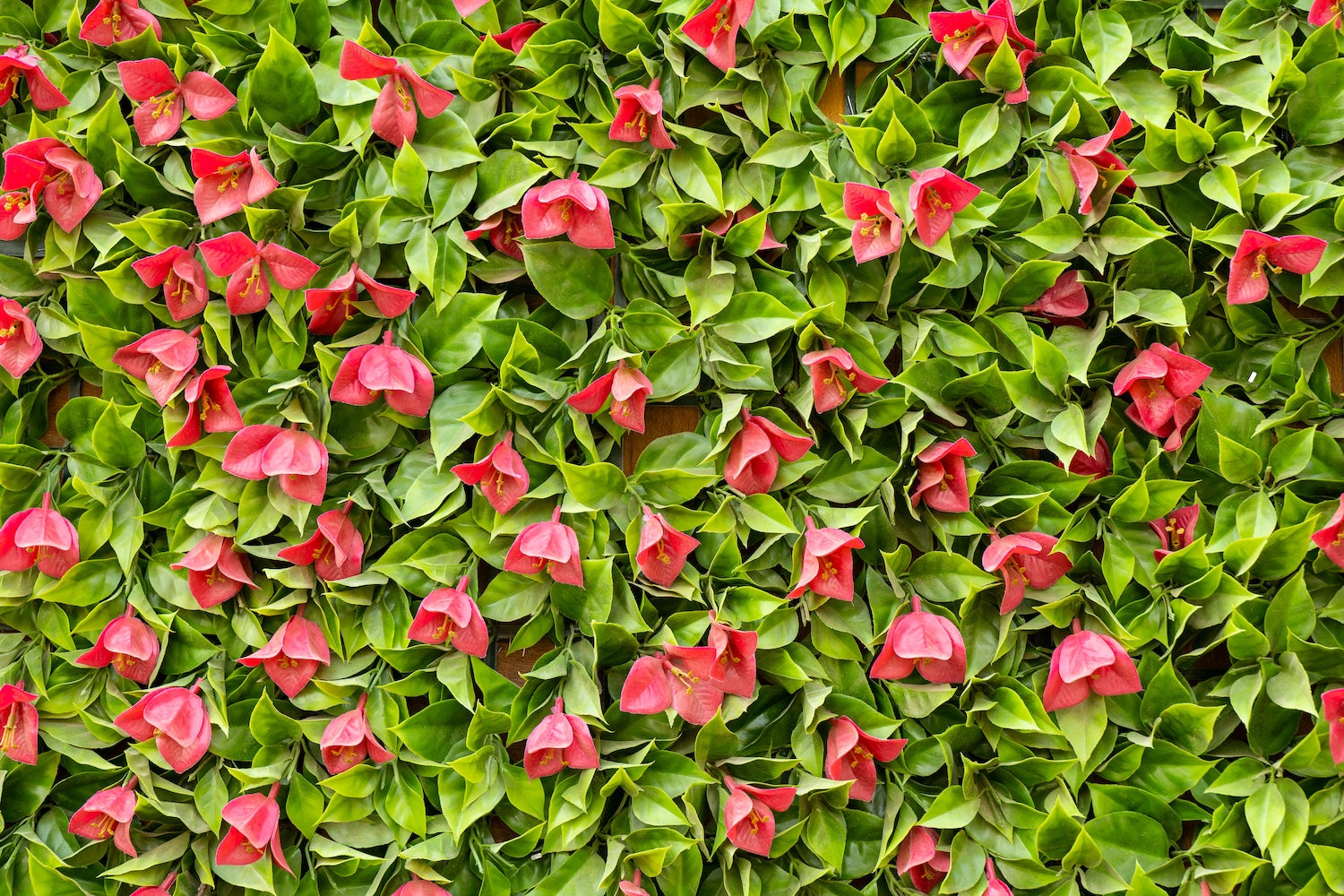 Taifi Rose Oil (Al Hada 2024)